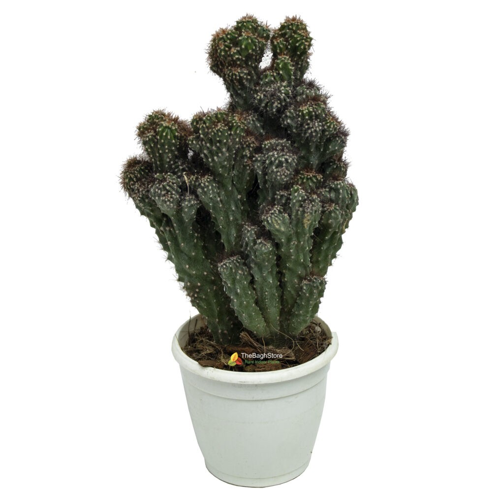 Cereus Peruvianus Monstrose ,Cactus - Plant | TheBaghstore - All Indoor ...
