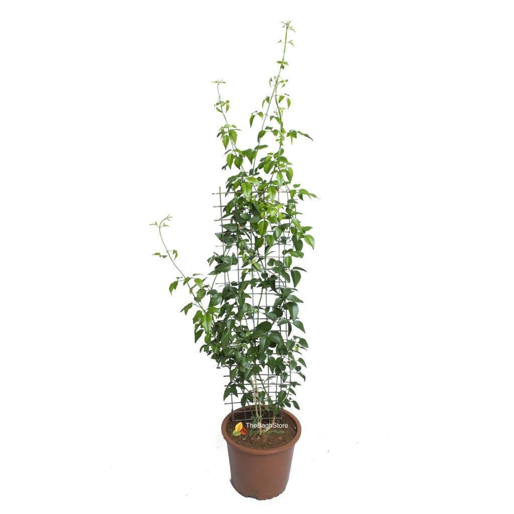 Jasmine Vine, Jasmine Climber Creeper, Star Jasmine ,Trachelospermum ...