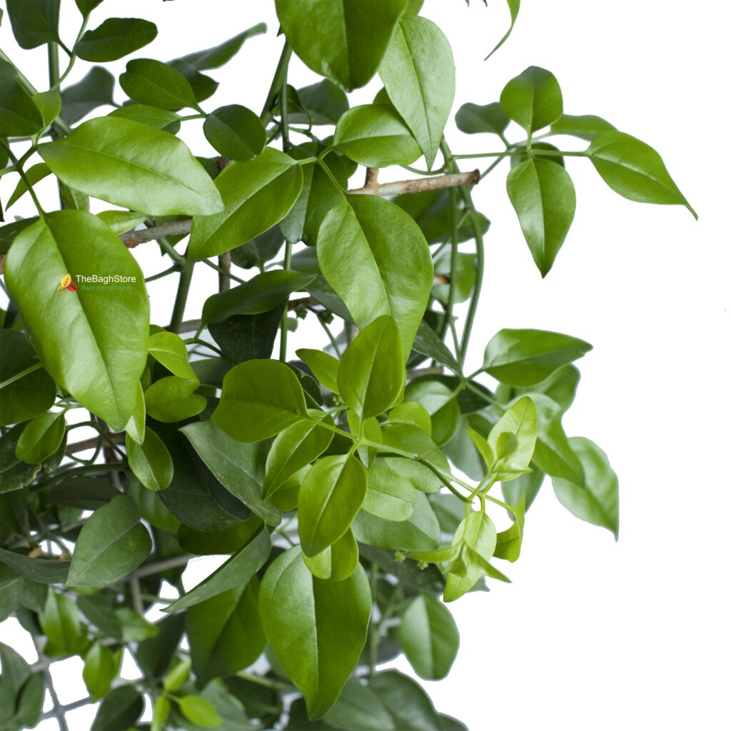 Jasmine Vine, Jasmine Climber Creeper, Star Jasmine ,Trachelospermum ...
