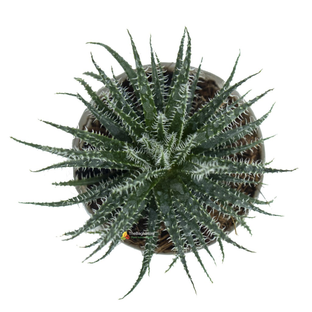 Insulin Plant, Costus igneus - Plant | TheBaghstore - All Indoor Plants