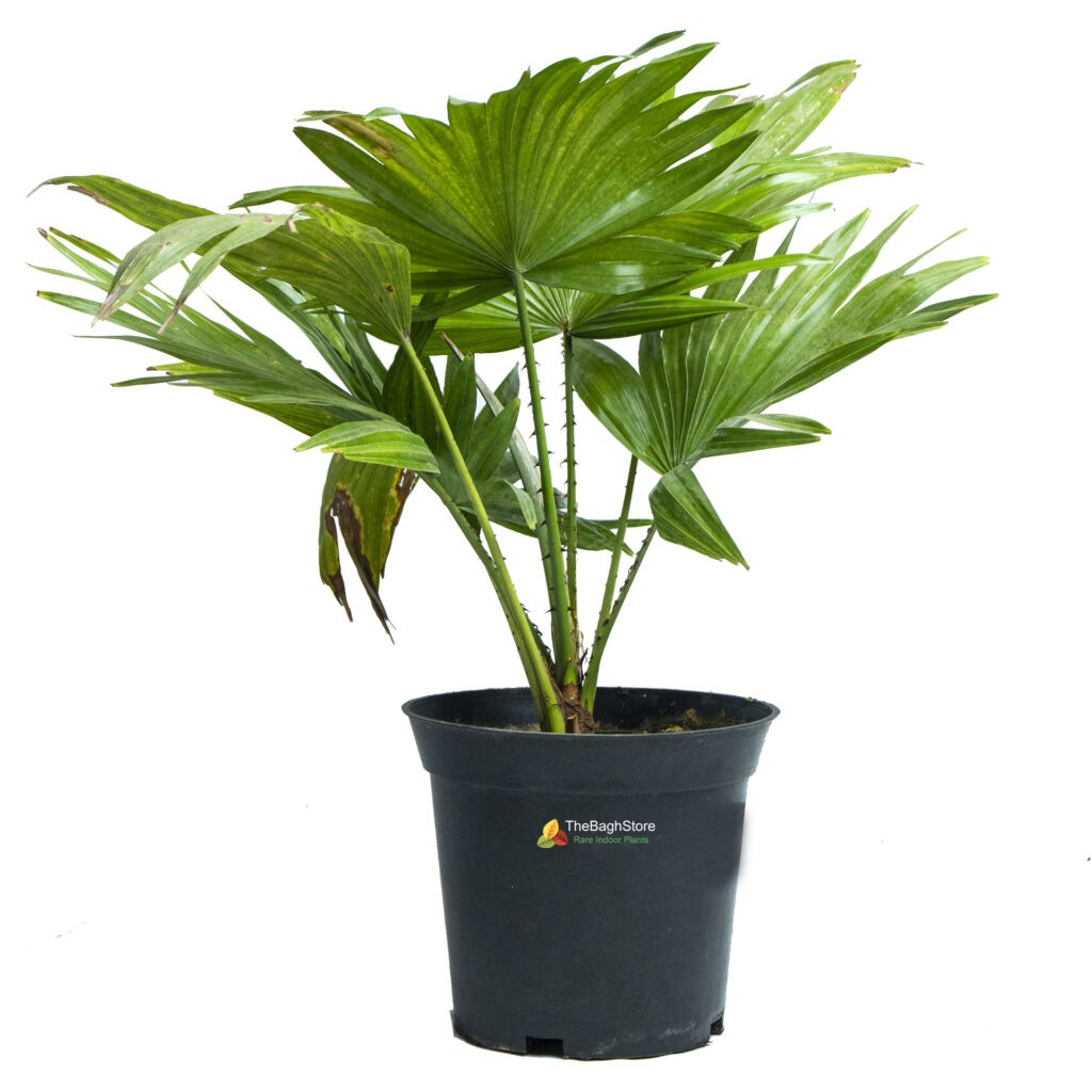 Table palm, Umbrella Palm - Plant | TheBaghstore - All Indoor Plants