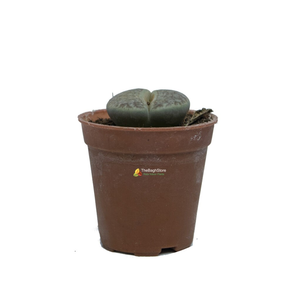 Lithops, Pebble plants, Living stones ( Succulent ) -Plant ...