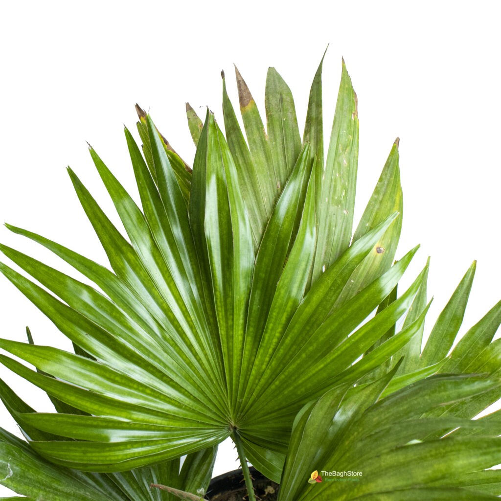 Table palm, Umbrella Palm - Plant | TheBaghstore - All Indoor Plants