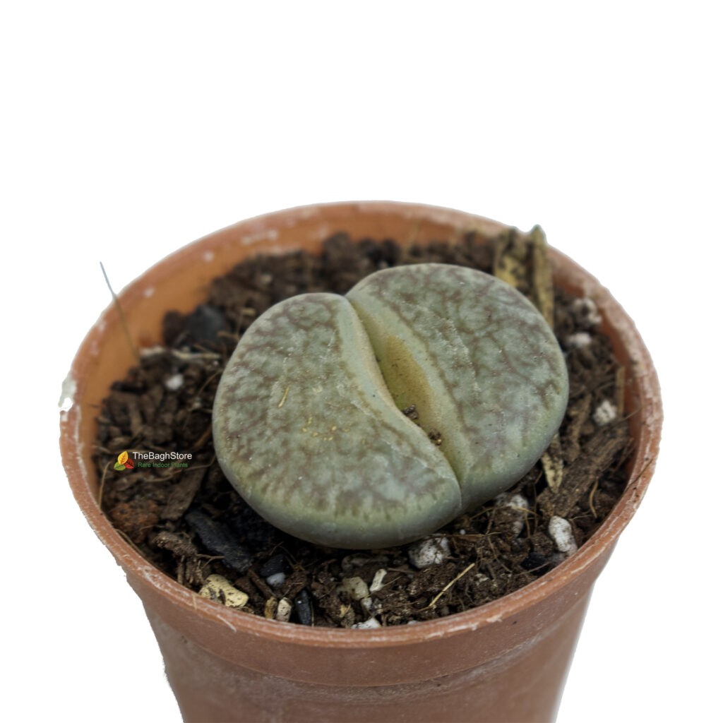 Lithops, Pebble plants, Living stones ( Succulent ) -Plant ...
