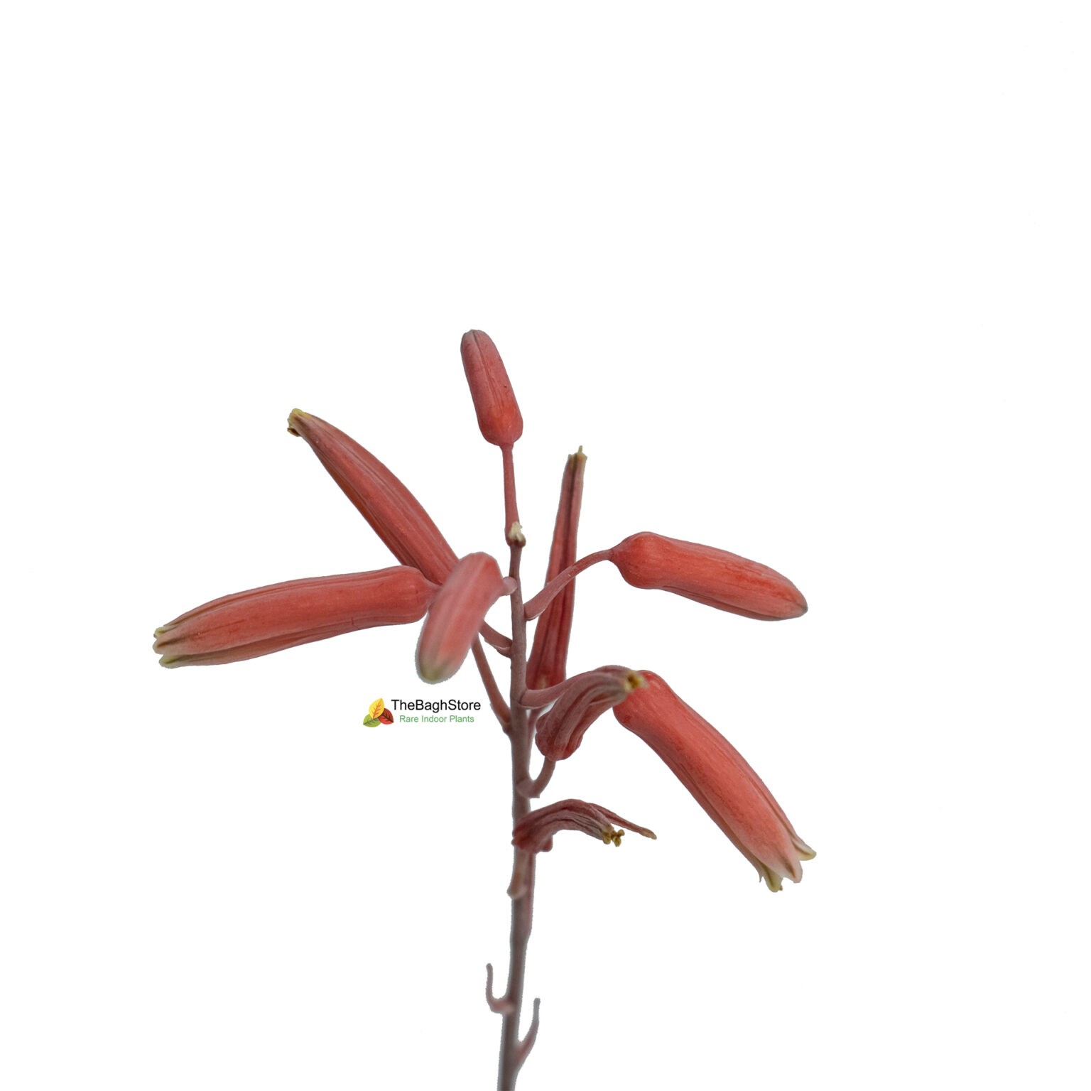 Aloe ' Carmine' , Succulent - Plant Variety of Succulents Available