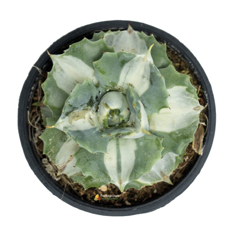 Multivitamin,Thavasi Keerai - Plant | TheBaghstore - All Indoor Plants