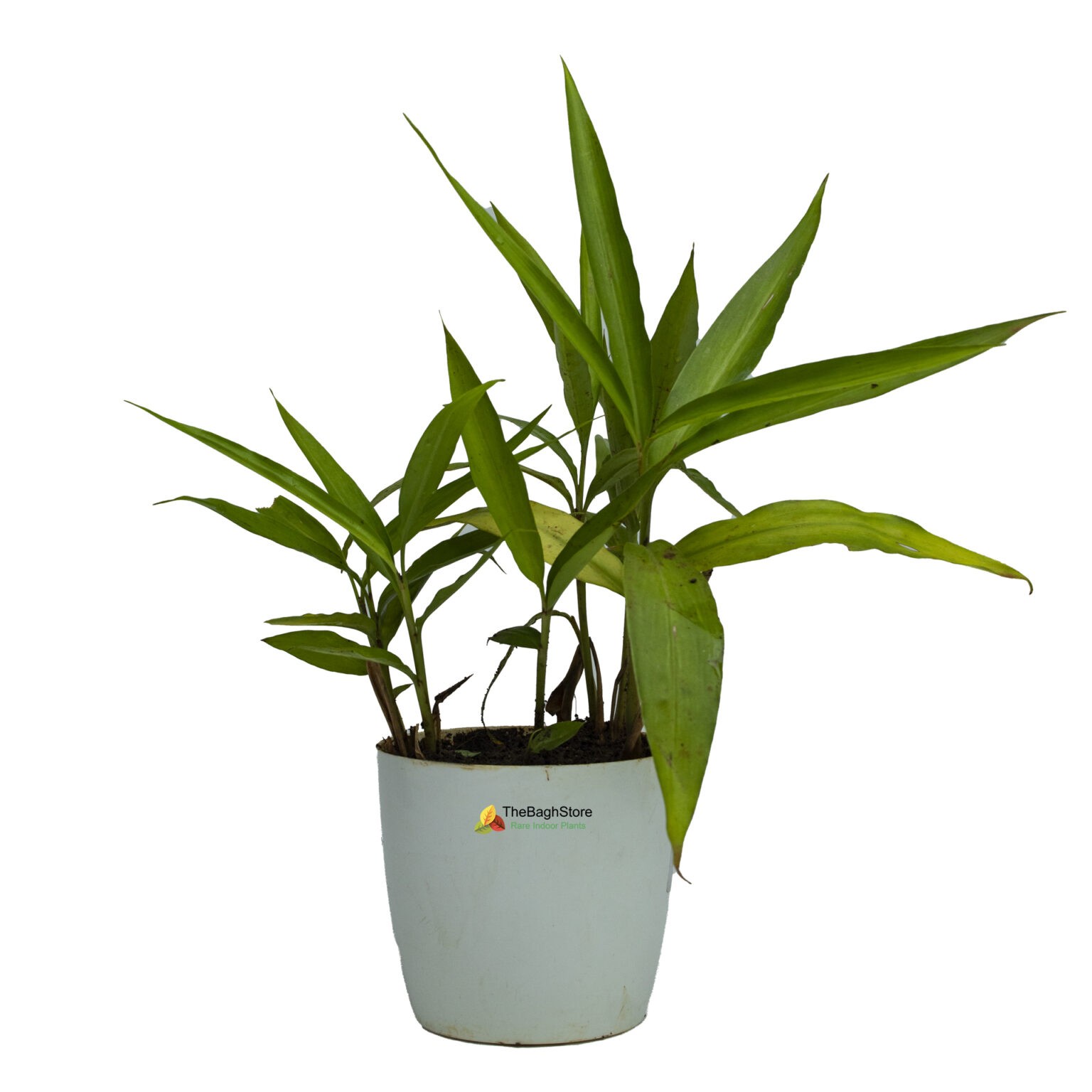 Rasna Alpinia Galanga | TheBaghstore - All Indoor Plants
