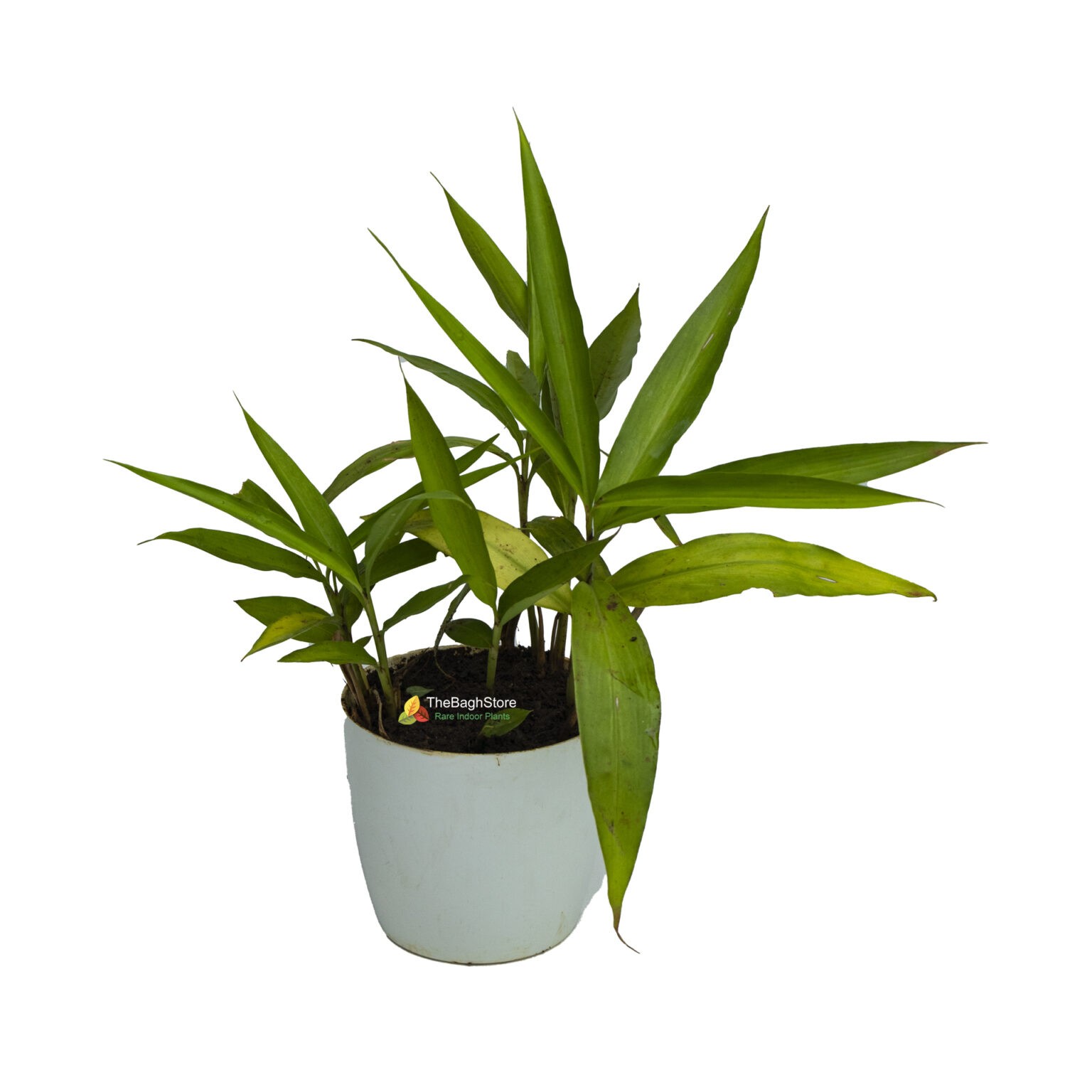 Rasna Alpinia Galanga | TheBaghstore - All Indoor Plants