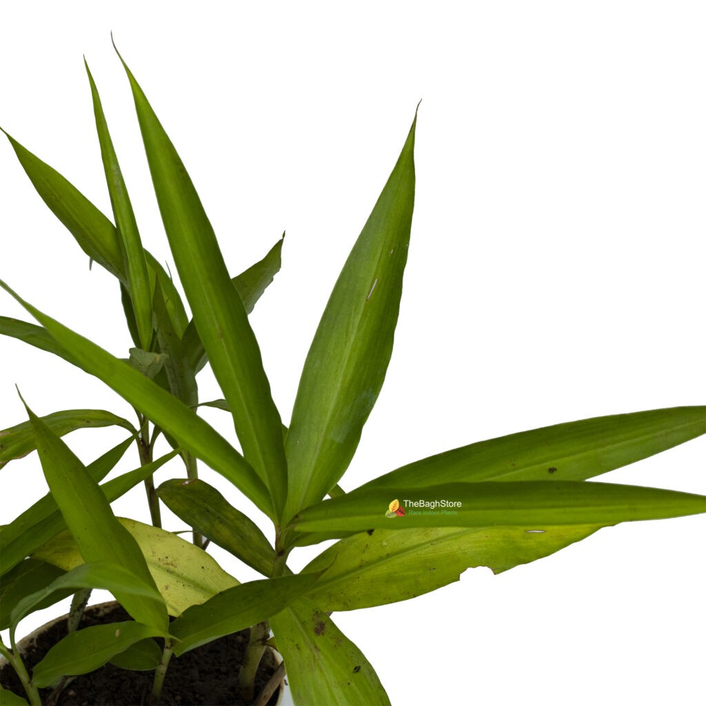 Rasna Alpinia Galanga | TheBaghstore - All Indoor Plants