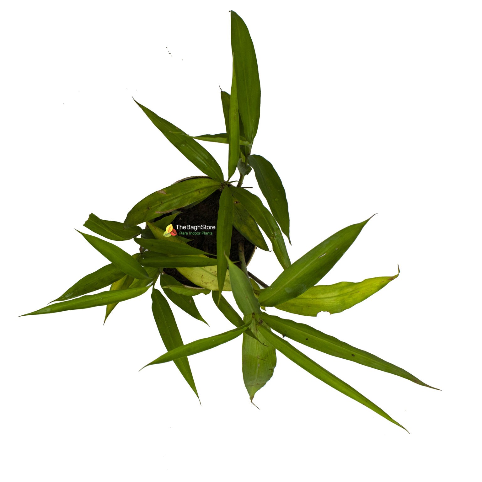 Rasna Alpinia Galanga | TheBaghstore - All Indoor Plants