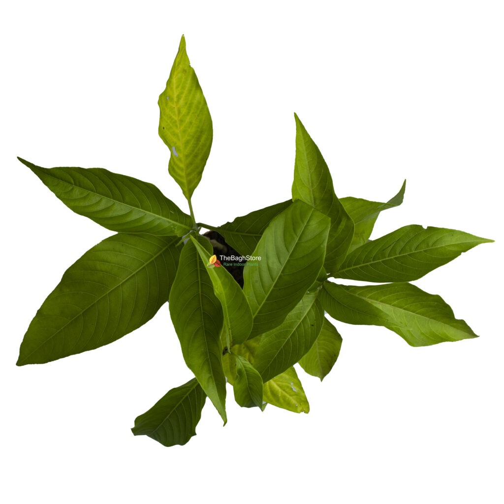Adulsa, Justicia Adhatoda, Vasaka, Ardusi - Plant | Medicinal Plants Online