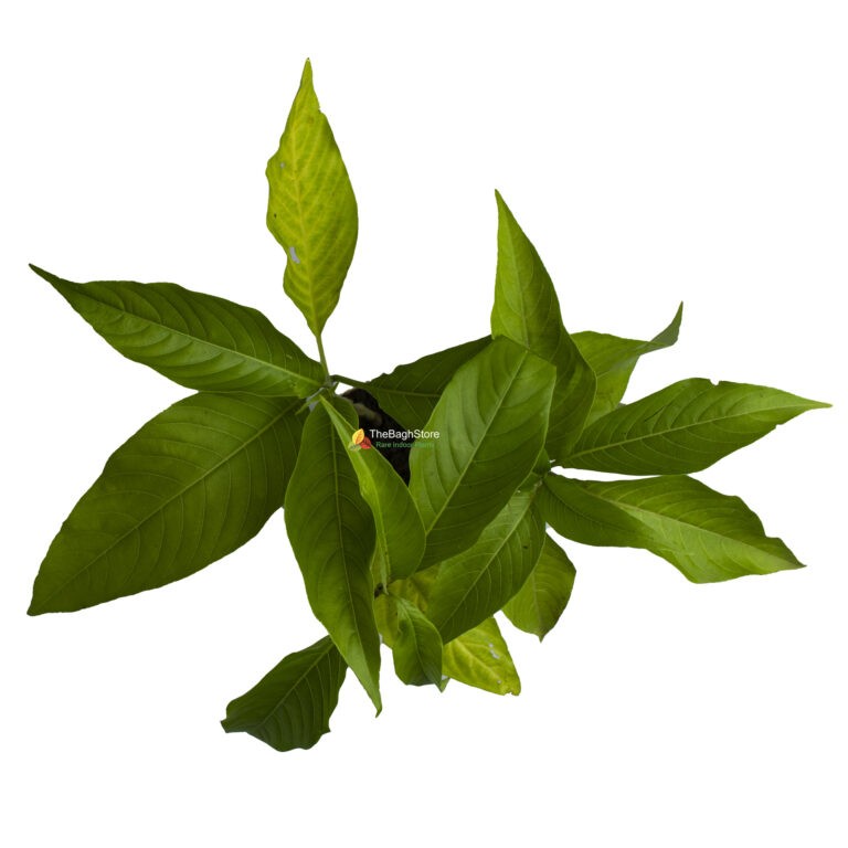 Adulsa, Justicia Adhatoda, Vasaka, Ardusi - Plant | Medicinal Plants Online