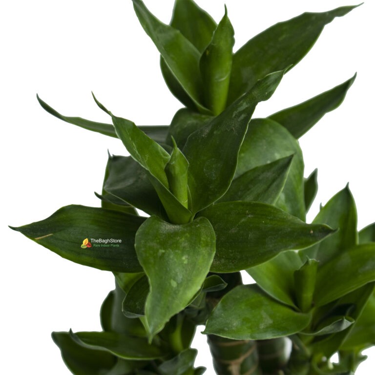 Lotus Lucky Bamboo Plant | TheBaghstore - All Indoor Plants