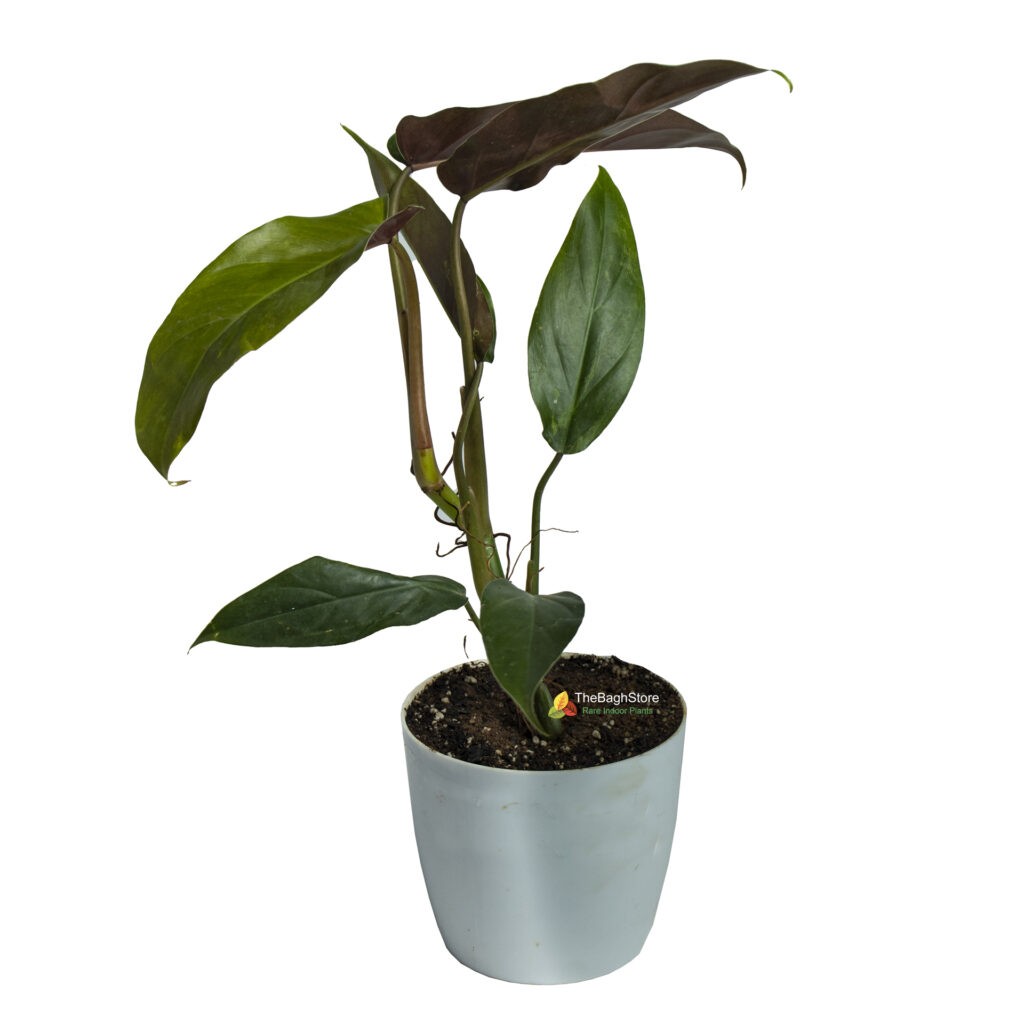 Philodendron Erubescens , Red Emerald - Plant | TheBaghstore - All ...