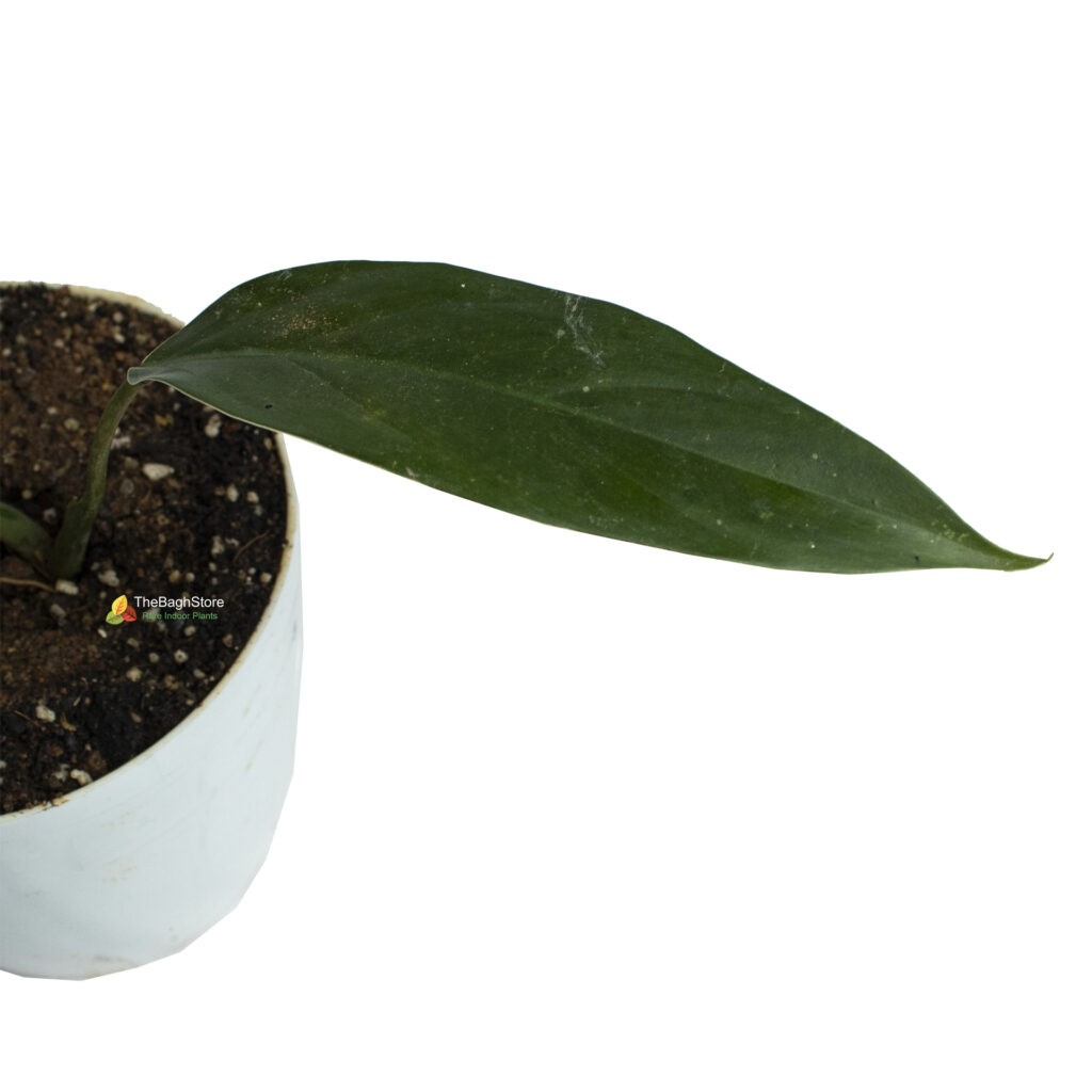 Philodendron Erubescens , Red Emerald - Plant | TheBaghstore - All ...