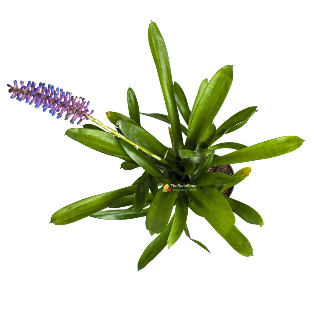 Aechmea Gamosepala, Matchstick Plant | TheBaghstore - All Indoor Plants
