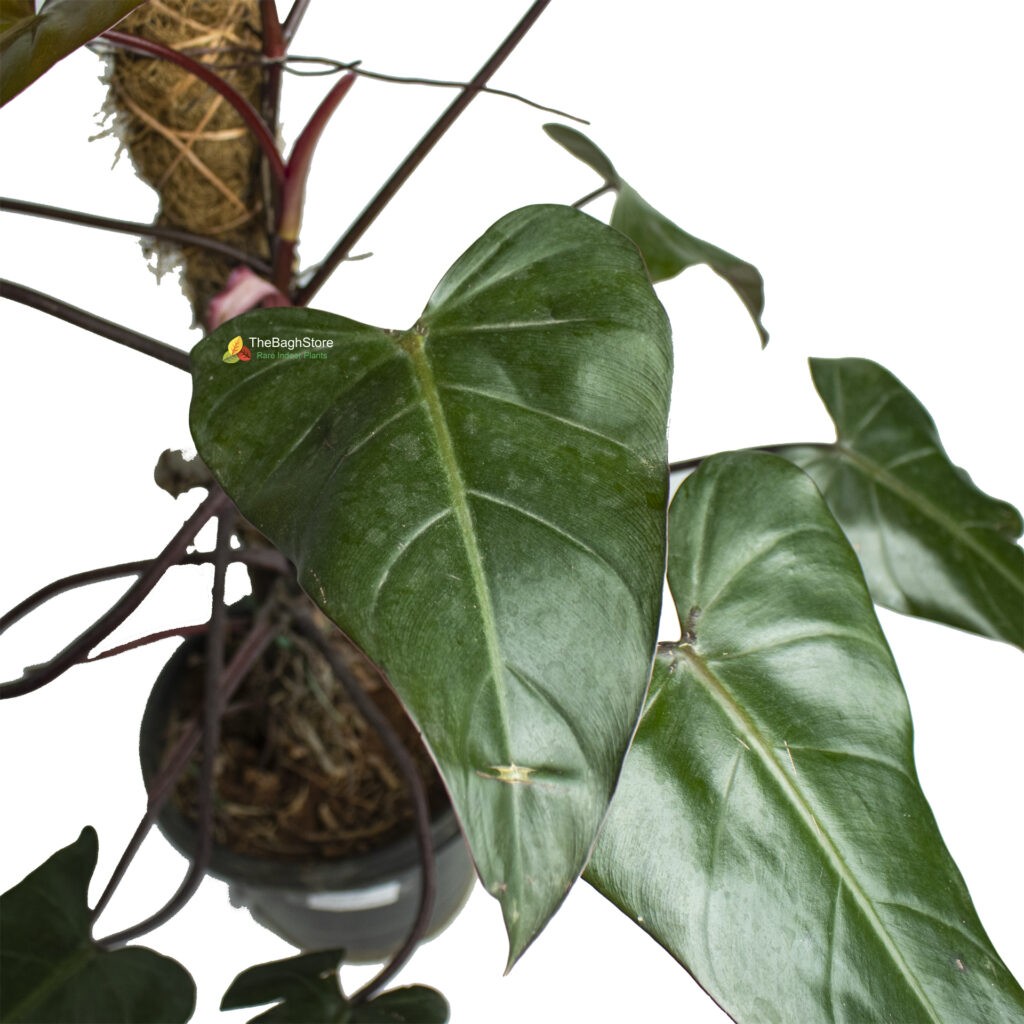 Philodendron Erubescens , Blushing Philodendron - Plant | TheBaghstore ...