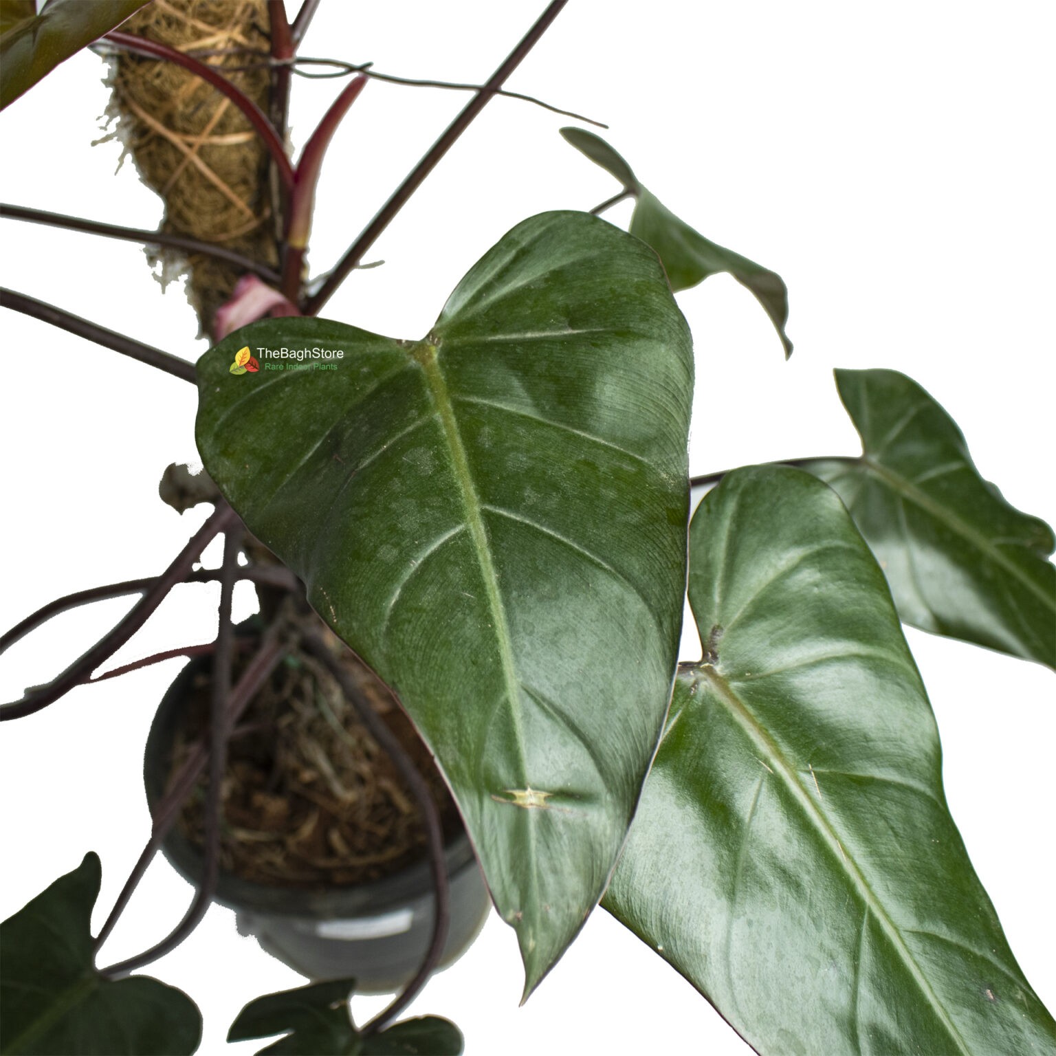 Philodendron Erubescens , Blushing Philodendron - Plant | TheBaghstore ...