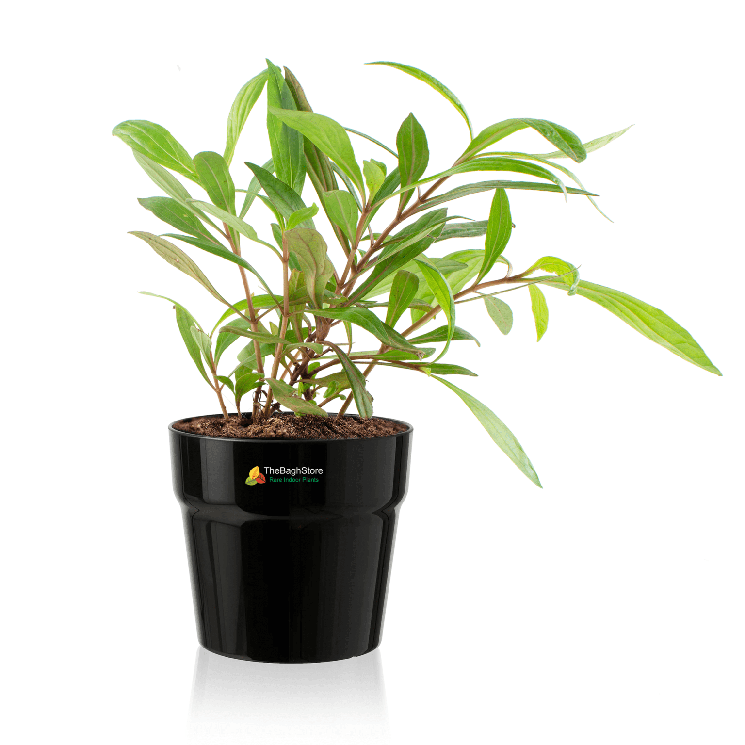 AYAPANA TRIPLINERVIUS- AYYAPANA, VISHAPACHA, AYYABANA ,AYAPANA TEA ...