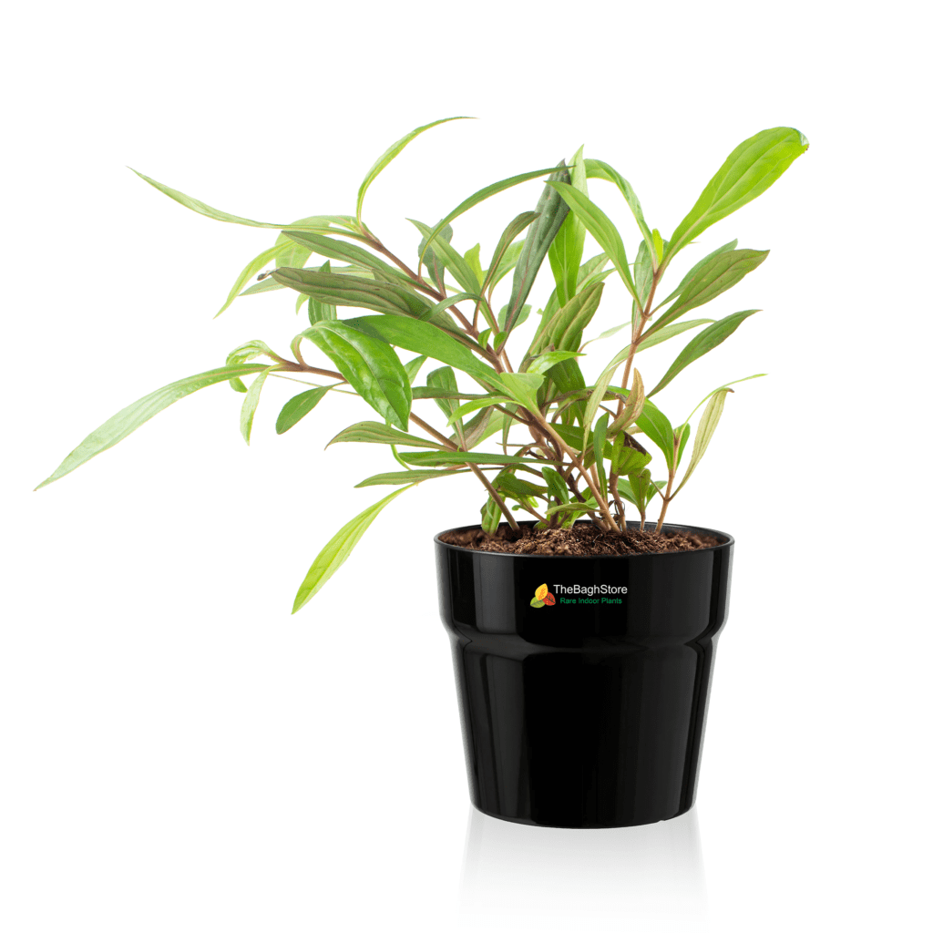 AYAPANA TRIPLINERVIUS- AYYAPANA, VISHAPACHA, AYYABANA ,AYAPANA TEA ...
