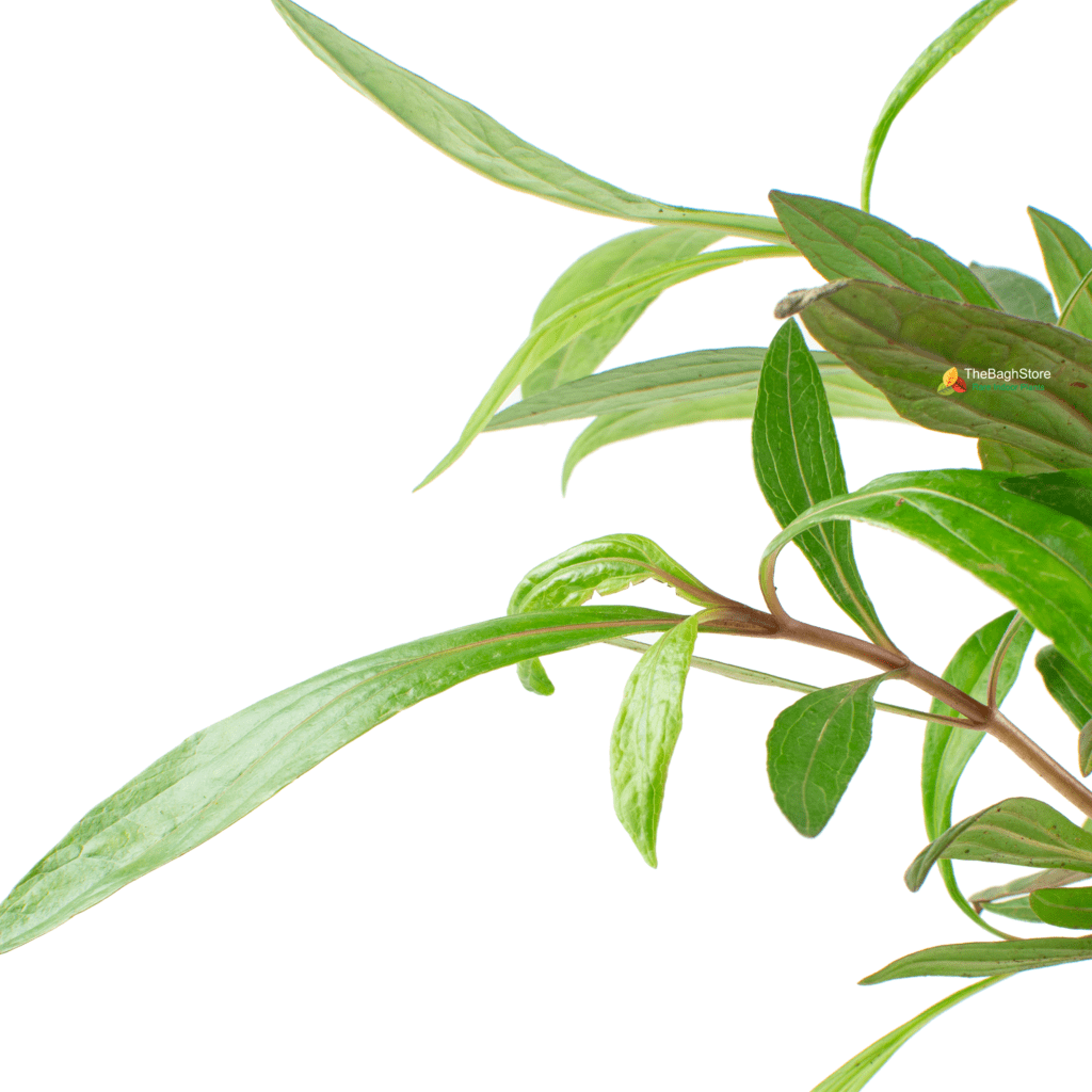 AYAPANA TRIPLINERVIUS- AYYAPANA, VISHAPACHA, AYYABANA ,AYAPANA TEA ...