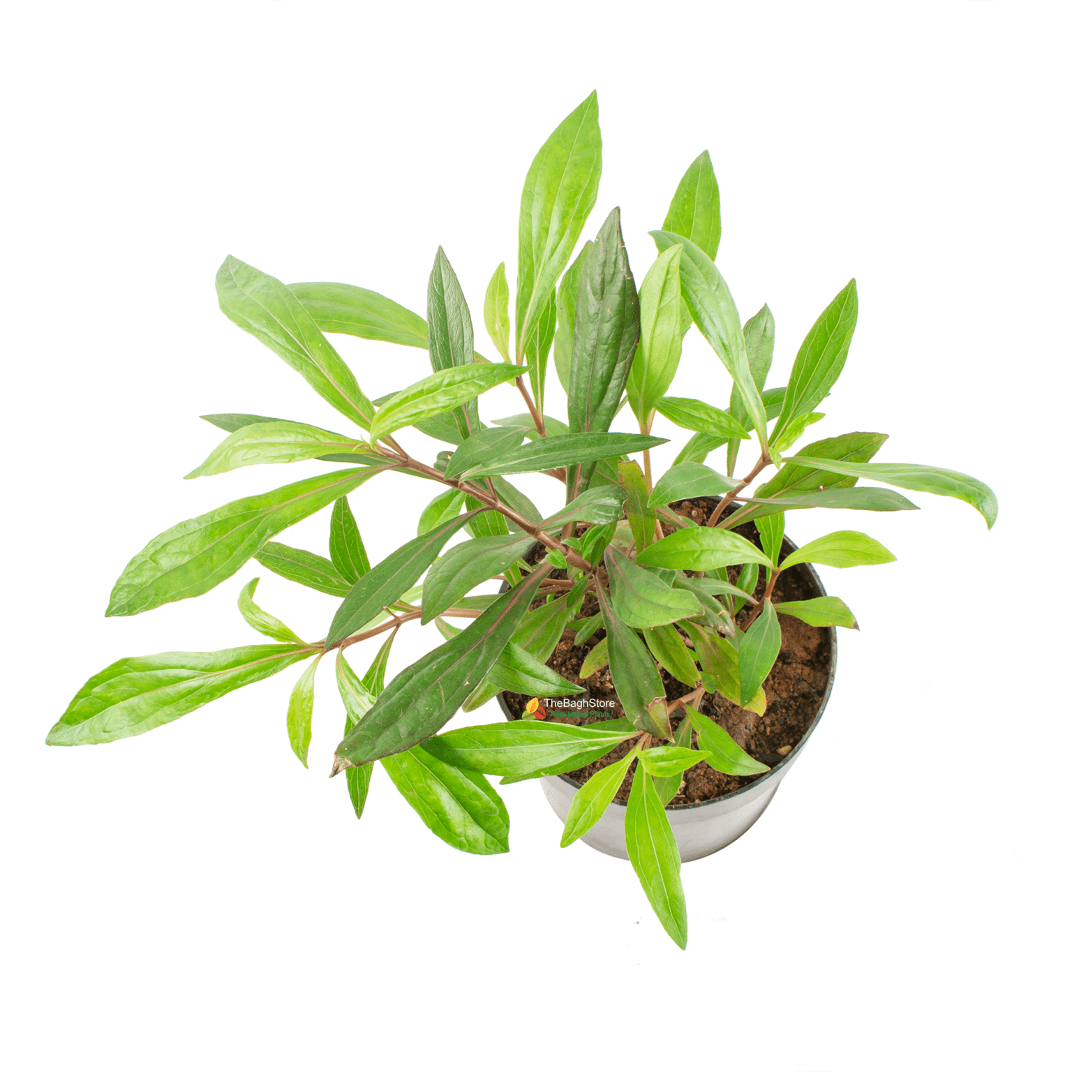 AYAPANA TRIPLINERVIUS- AYYAPANA, VISHAPACHA, AYYABANA ,AYAPANA TEA ...