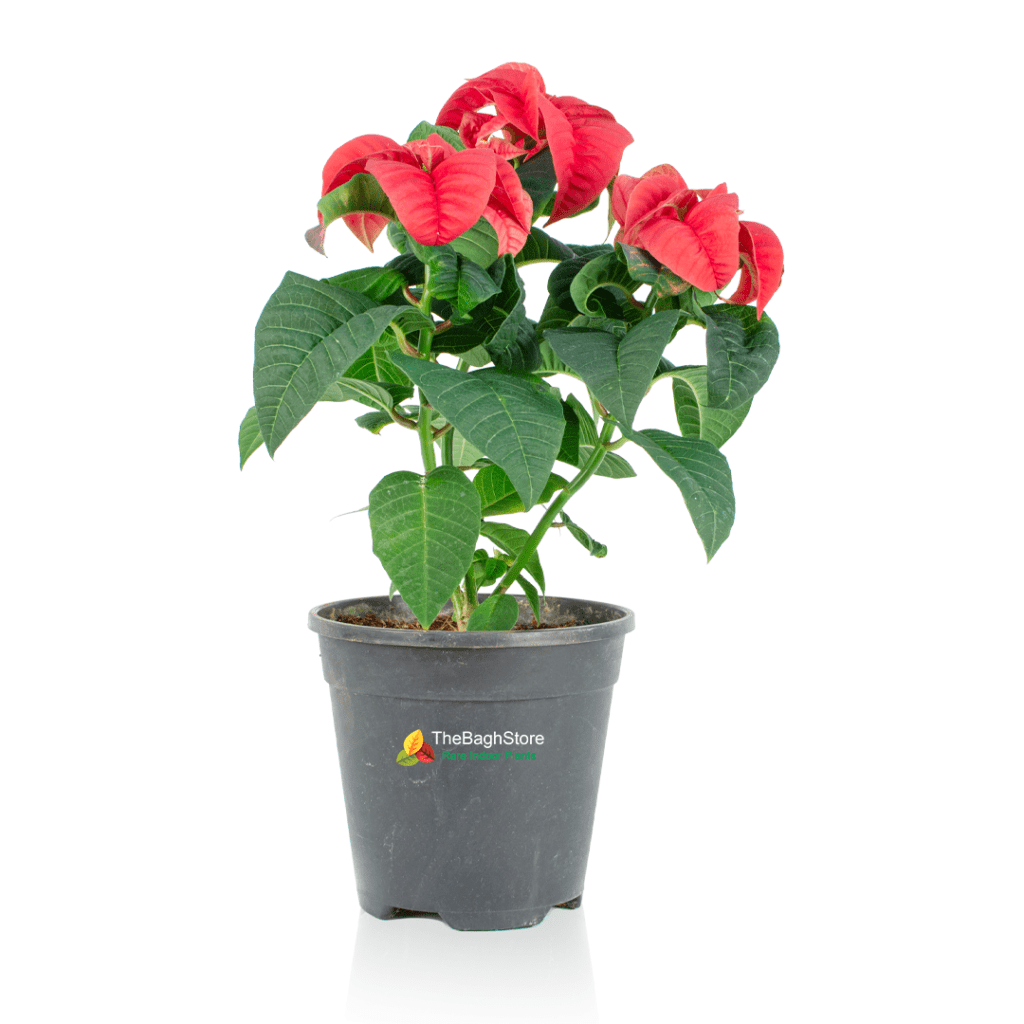 Poinsettia Fireball Red - Plant | TheBaghstore - All Indoor Plants