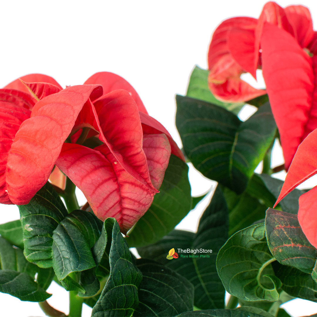 Poinsettia Fireball Red - Plant | TheBaghstore - All Indoor Plants