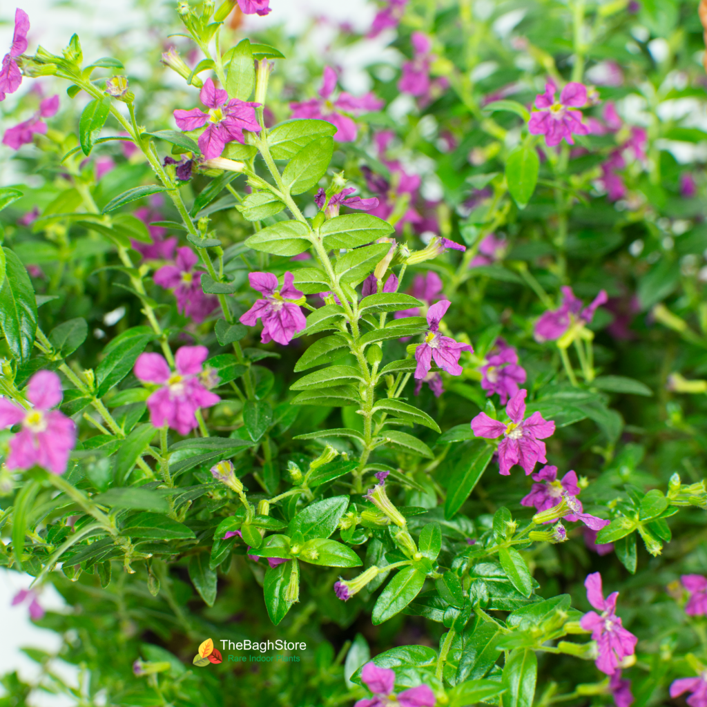 Cuphea Hyssopifolia ( Lavender) - Plant | TheBaghstore - All Indoor Plants