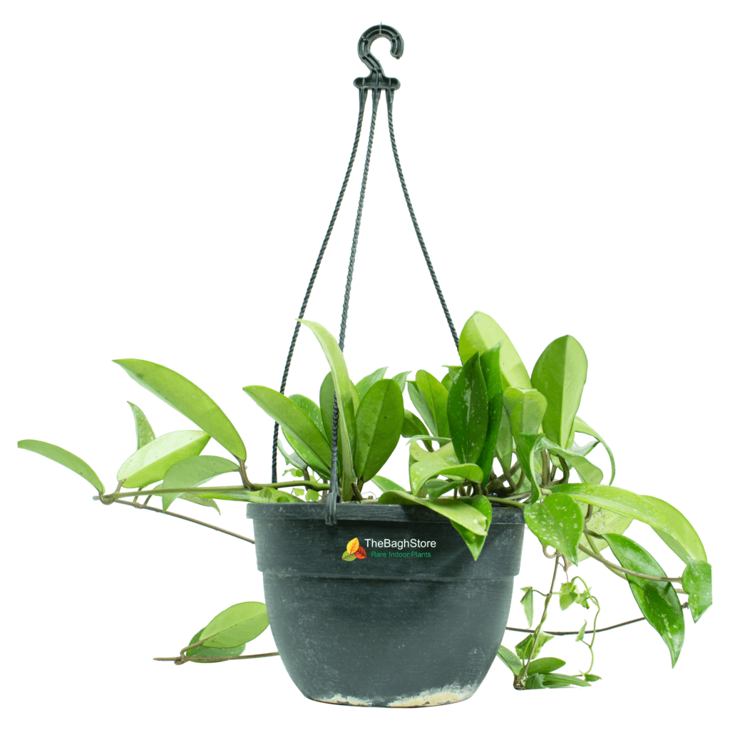 Hoya Carnosa , Hanging - Plant | TheBaghstore - All Indoor Plants