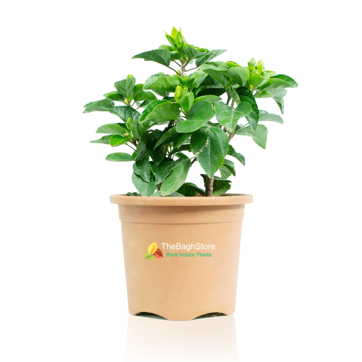 Dwarf Hibiscus Flower - Plant | TheBaghstore - All Indoor Plants