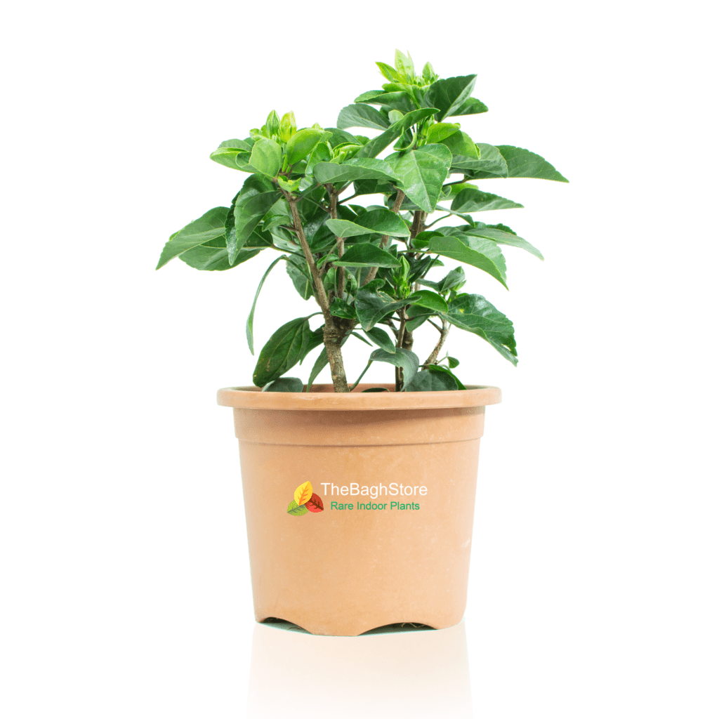 Dwarf Hibiscus Flower - Plant | TheBaghstore - All Indoor Plants