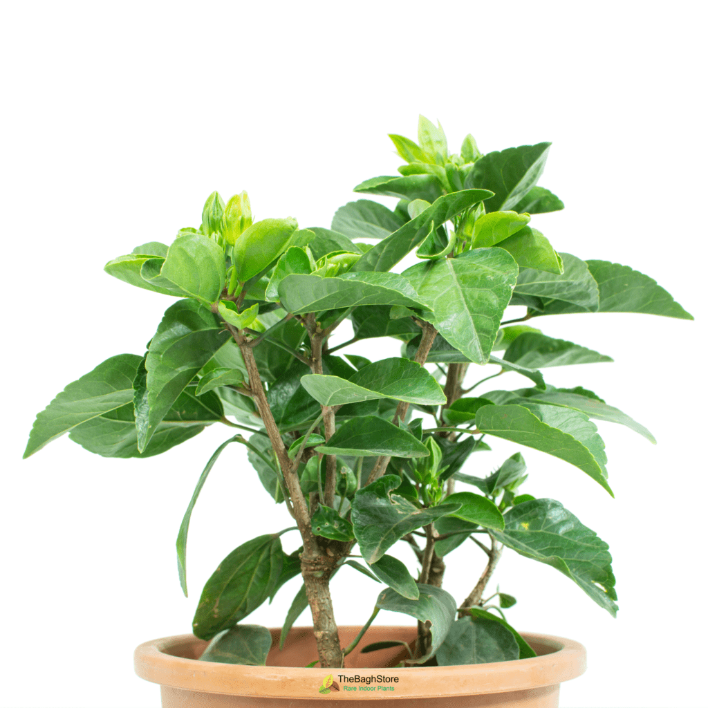 Dwarf Hibiscus Flower - Plant | TheBaghstore - All Indoor Plants