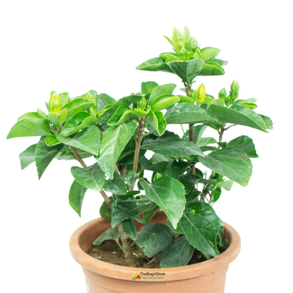 Dwarf Hibiscus Flower - Plant | TheBaghstore - All Indoor Plants