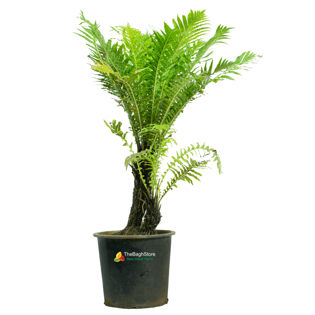 Tree Fern - Plant | TheBaghstore - All Indoor Plants