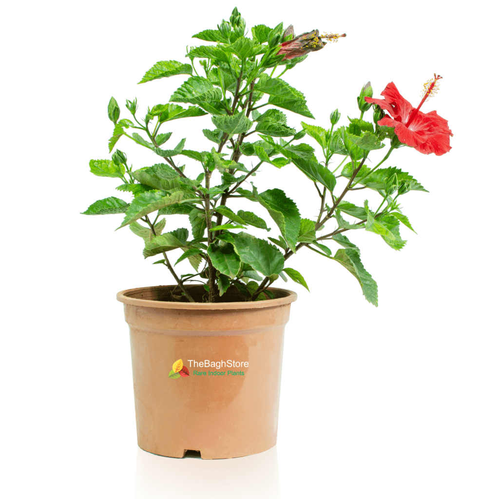 Hibiscus, Gudhal Flower (Red) - Plant | TheBaghstore - All Indoor Plants