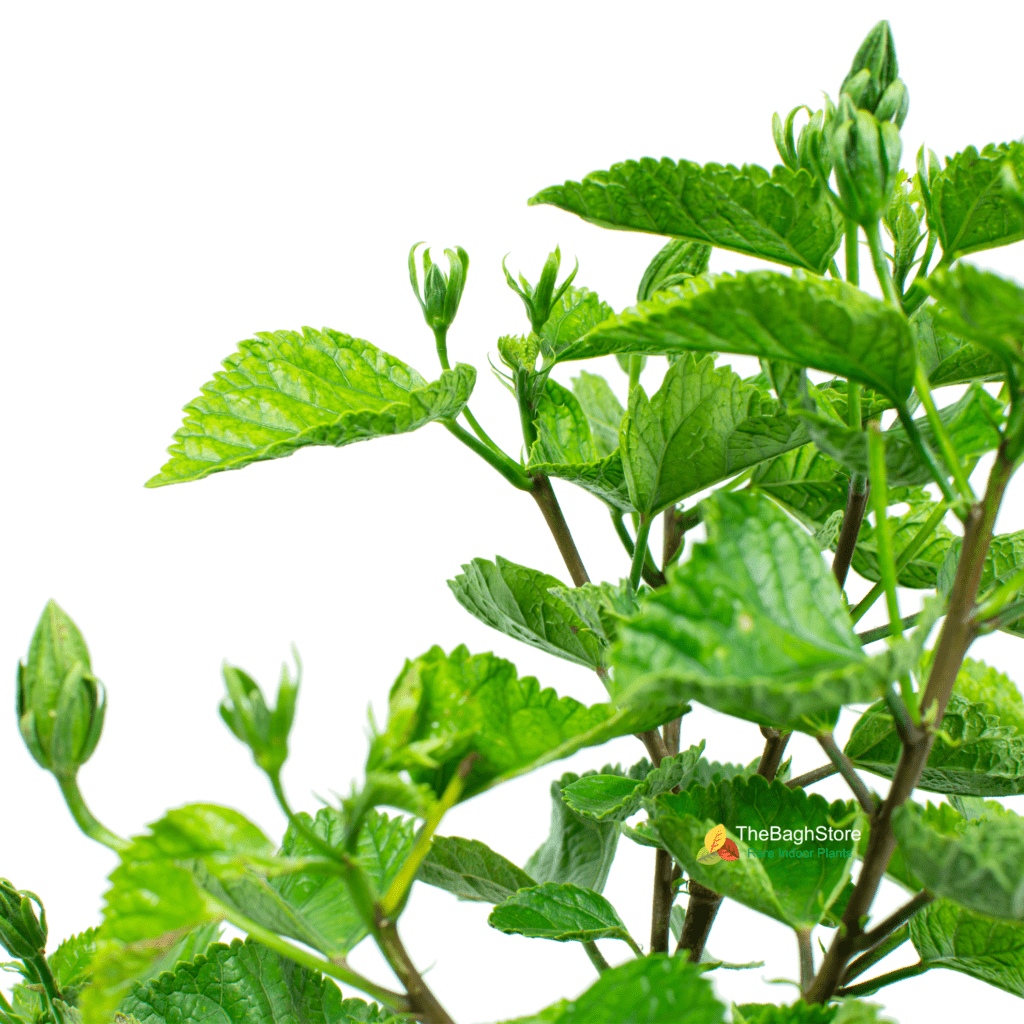 Hibiscus, Gudhal Flower (Red) - Plant | TheBaghstore - All Indoor Plants