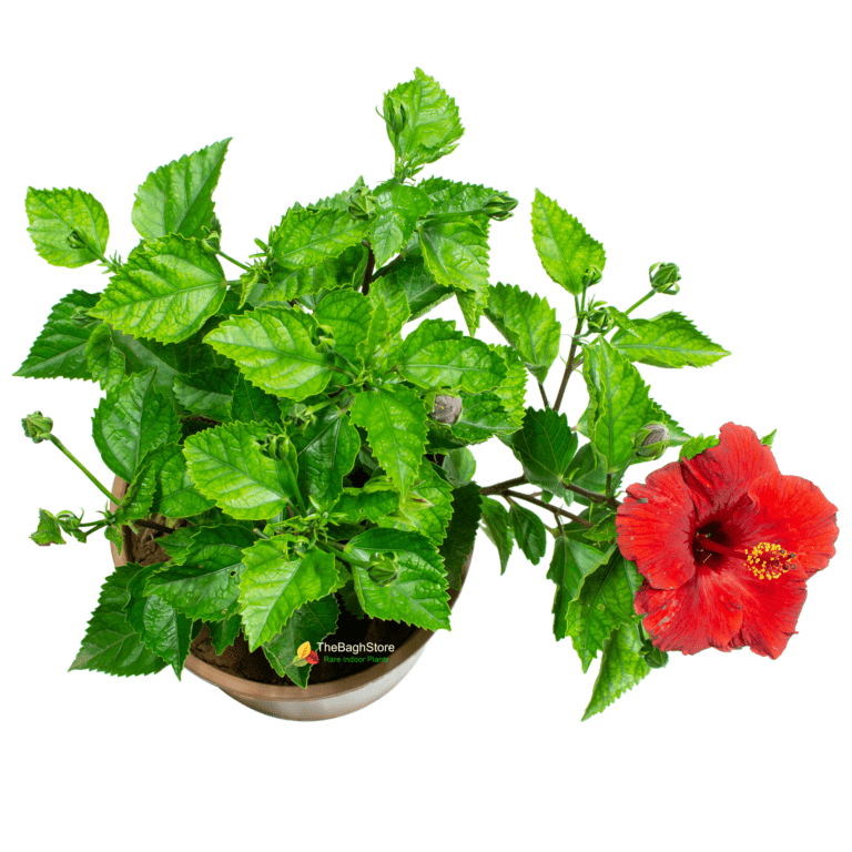 Hibiscus Gudhal Flower Red Plant Thebaghstore All Indoor Plants