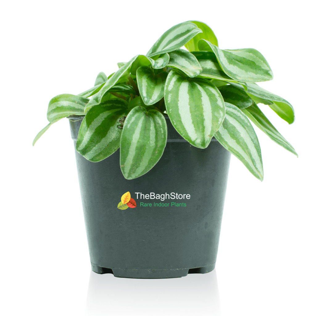 Mini Watermelon Peperomia - Plant | TheBaghstore - All Indoor Plants