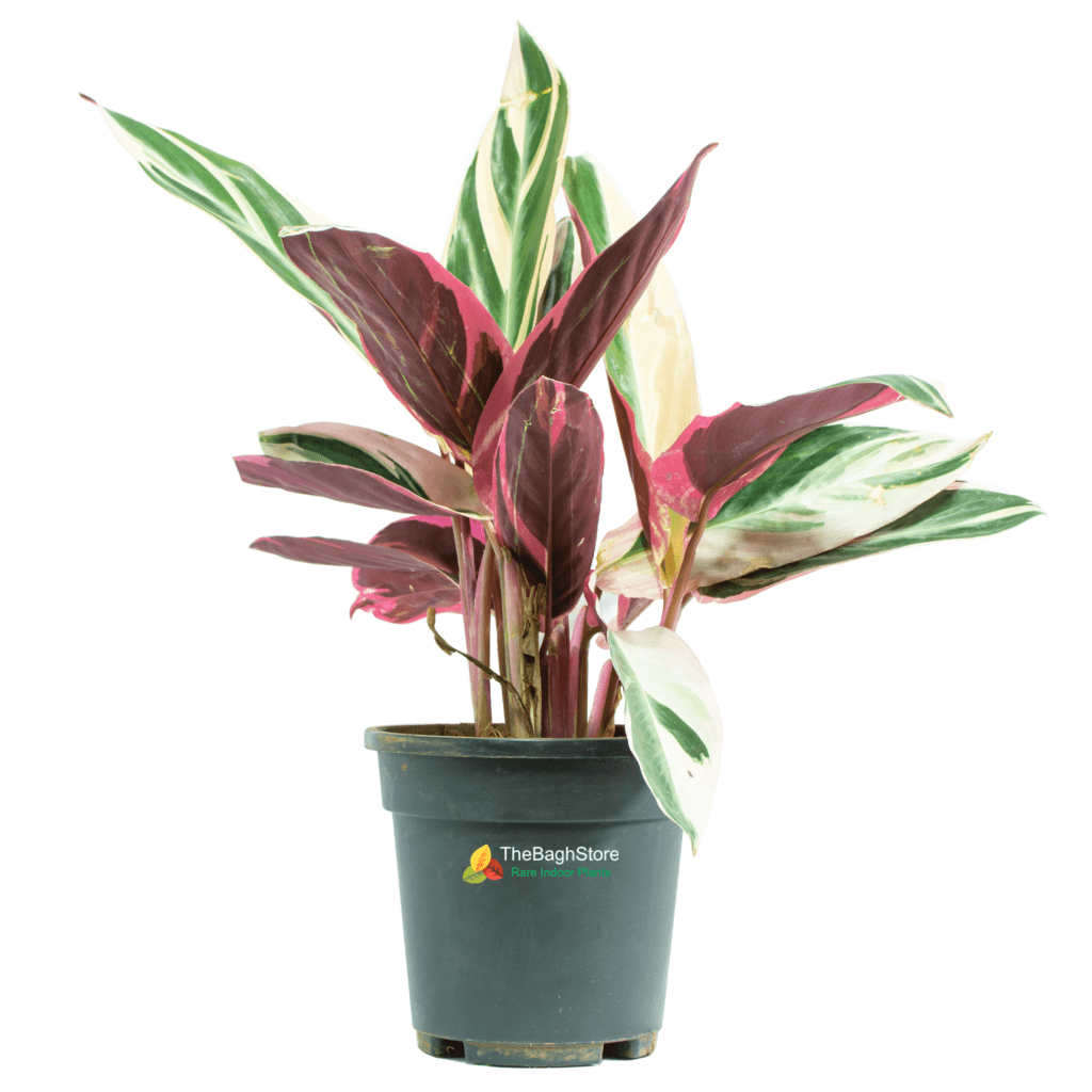 Stromanthe Sanguinea Triostar, Calathea Triostar - Plant | TheBaghstore ...