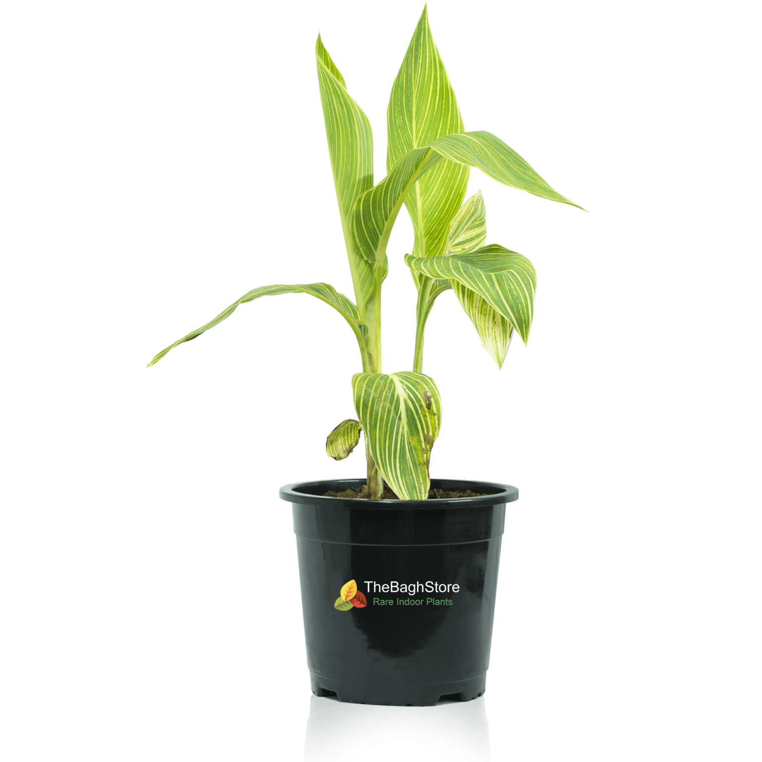 Canna Indica, Keli - Plant | TheBaghstore - All Indoor Plants