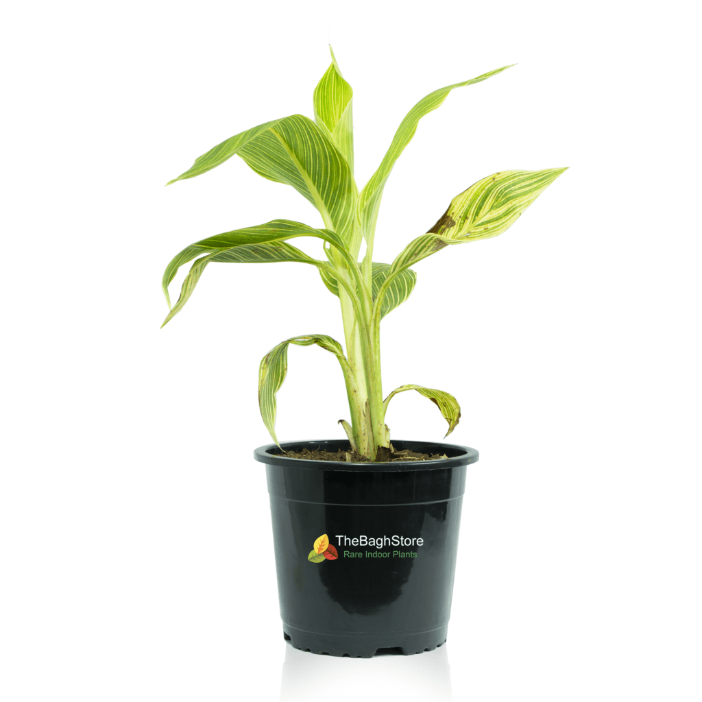 Canna Indica, Keli - Plant | TheBaghstore - All Indoor Plants