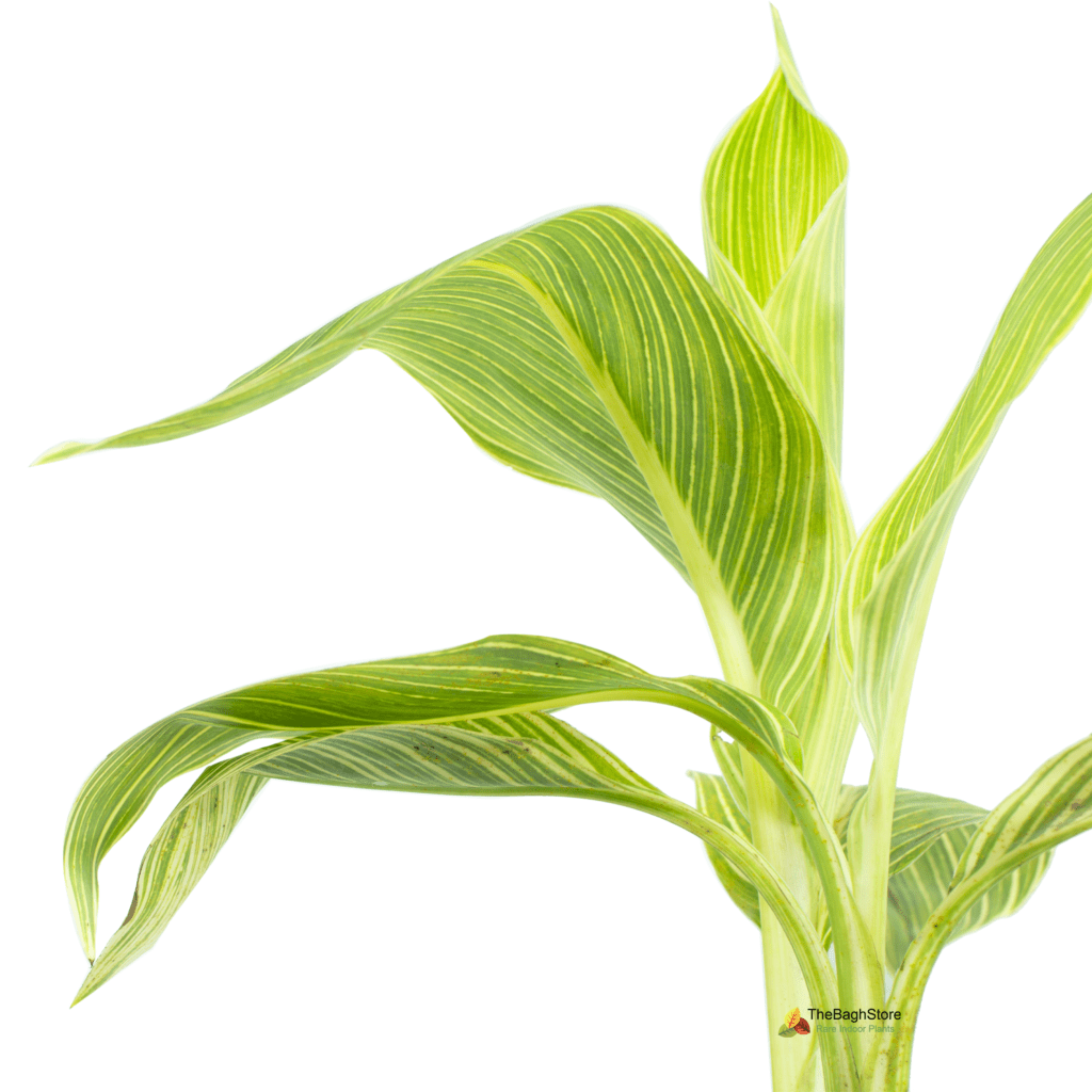 Canna Indica, Keli - Plant | TheBaghstore - All Indoor Plants