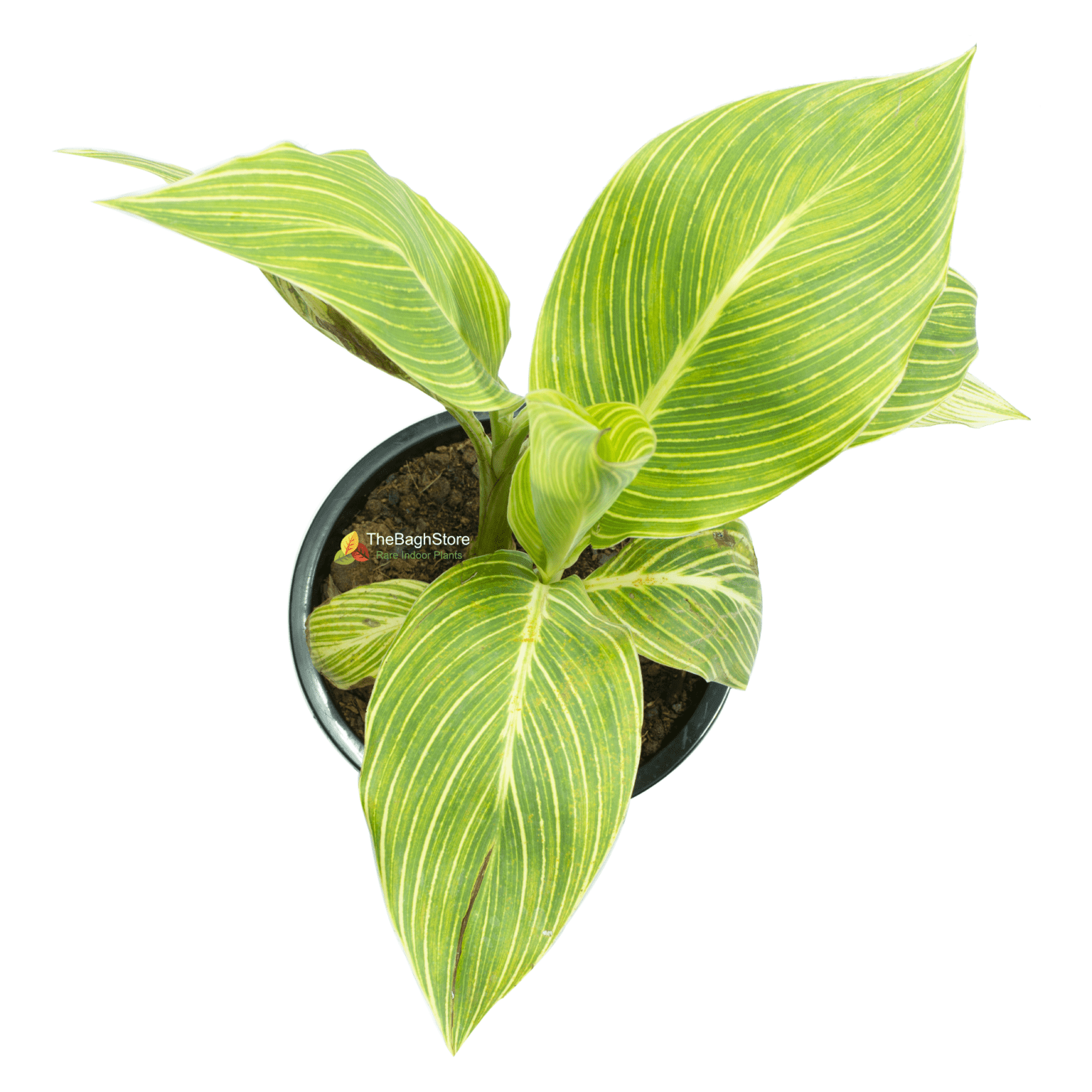 Canna Indica, Keli - Plant | TheBaghstore - All Indoor Plants
