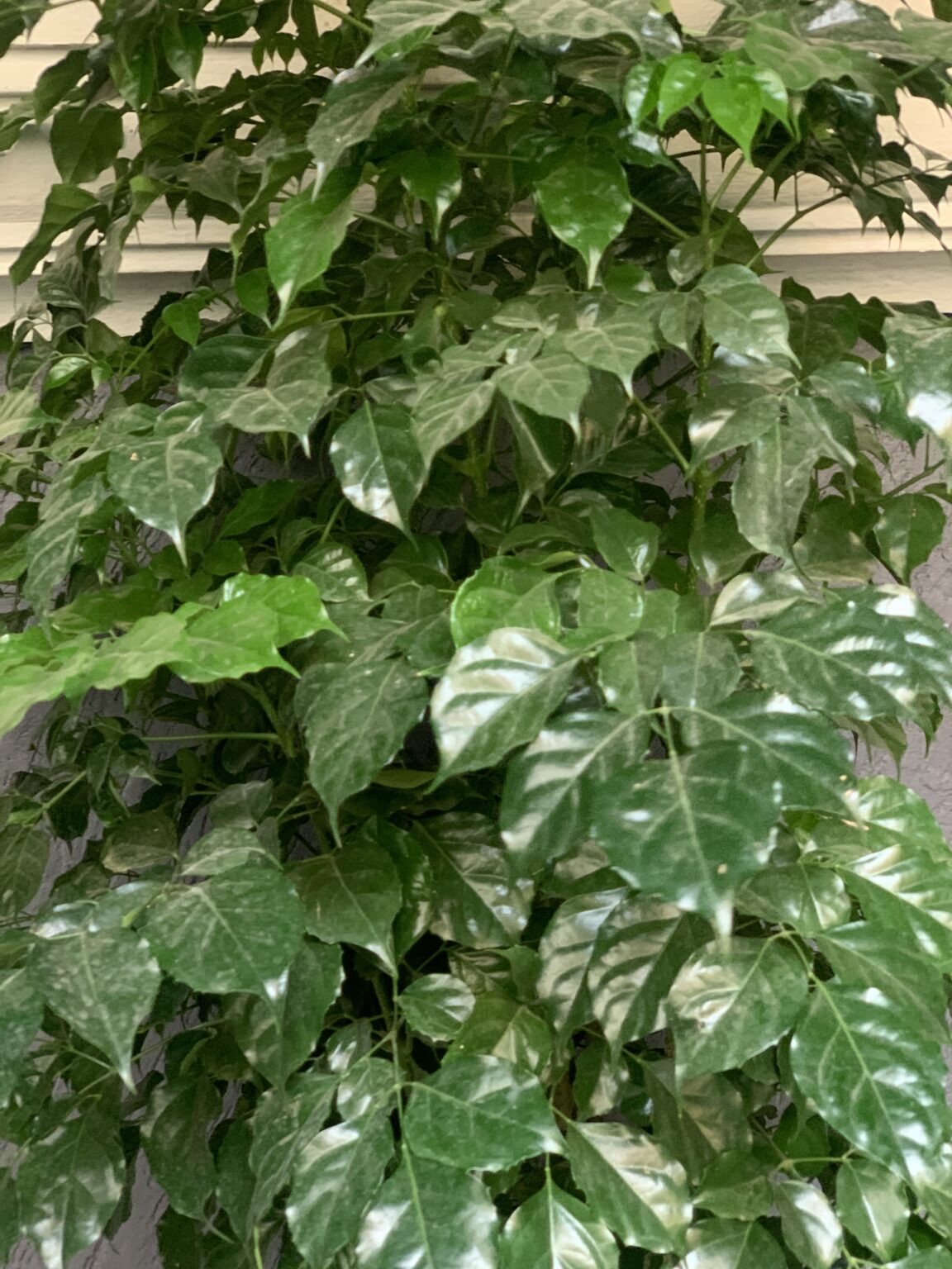 Radermachera, China Doll , 6ft - Plant | TheBaghstore - All Indoor Plants