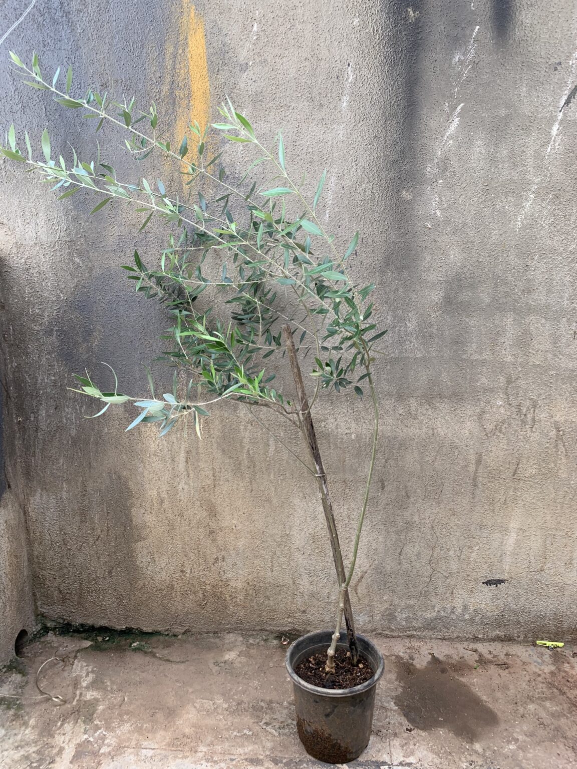 Palestine Olive Tree 5ft - Plant | TheBaghstore - All Indoor Plants