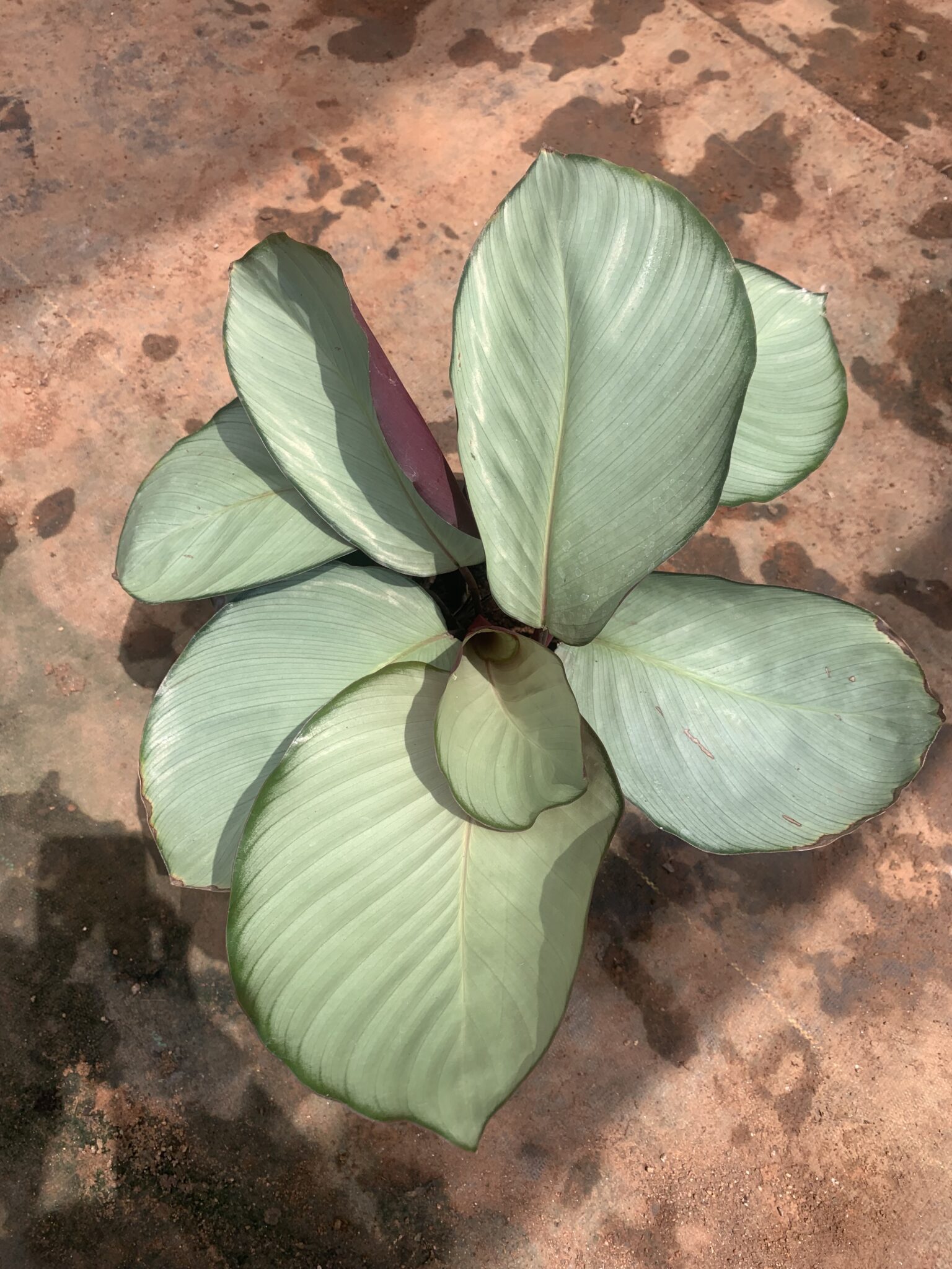 Calathea Silver Plate - Plant | TheBaghstore - All Indoor Plants