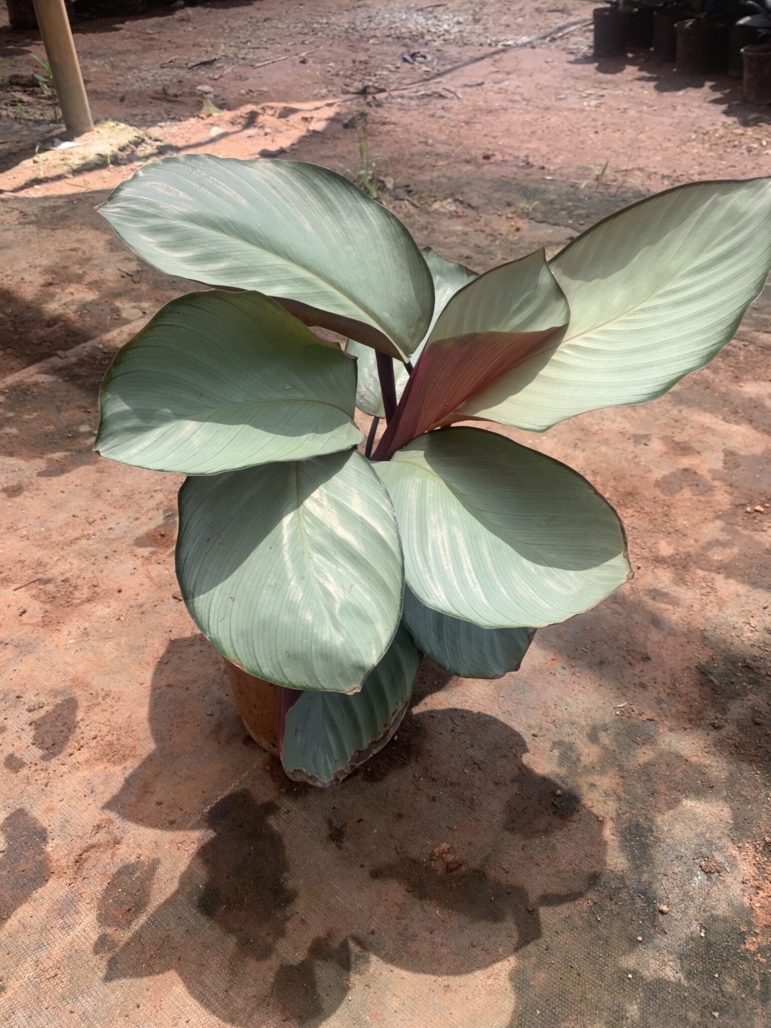 Calathea Silver Plate - Plant | TheBaghstore - All Indoor Plants