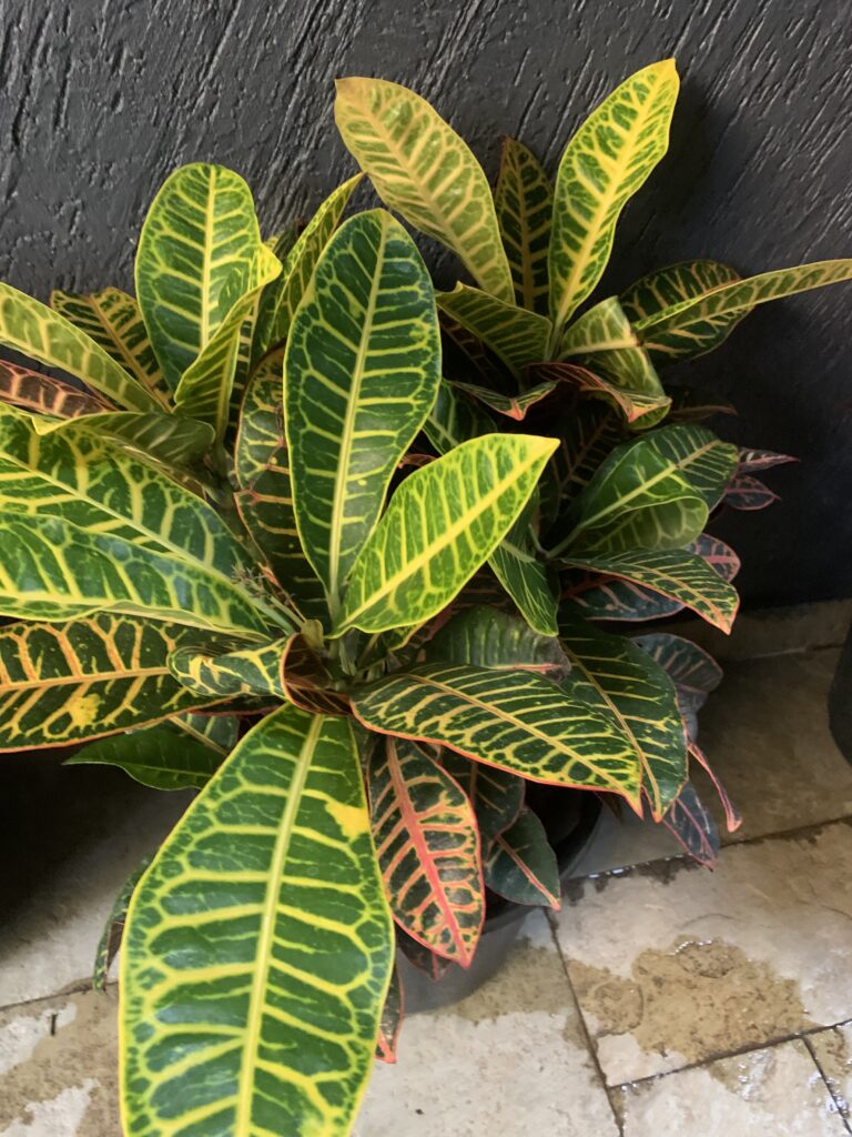 Croton Codiaeum variegatum, 12 inch Pot - Plant | TheBaghstore - All Indoor Plants