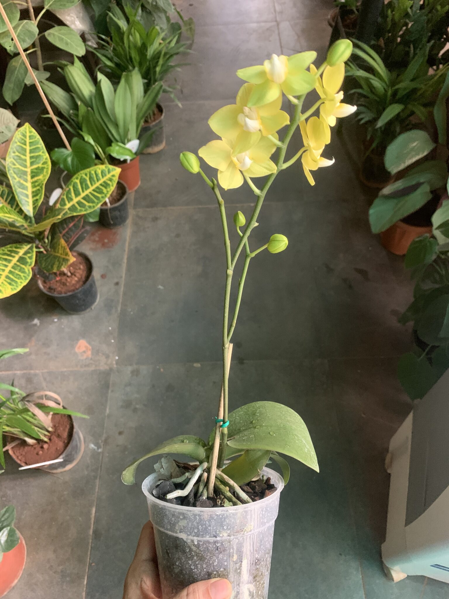 Yellow Orchid Plant | Dendrobium | TheBaghstore - All Indoor Plants